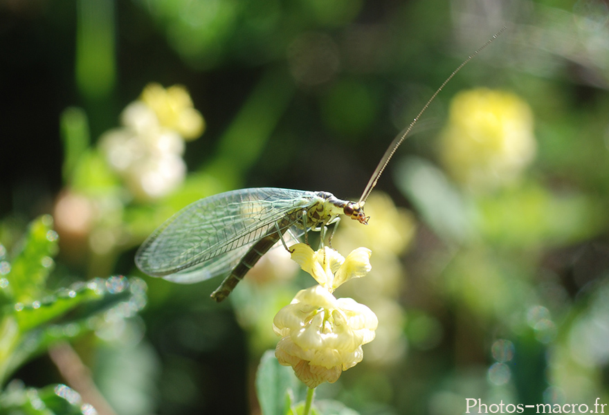 Chrysoperla carnea - La Chrysope verte | Chrysopidae