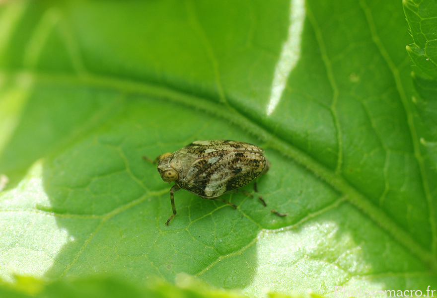 Issus muscaeformis - Cigale bossue | Issidae
