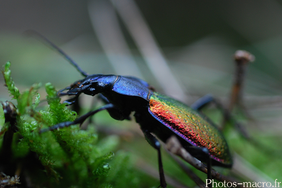 Carabus hispanus - Carabe espagnol | Carabidae