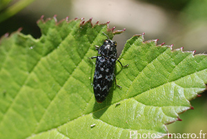Famille d'insectes, macro photo, caractéritiques de la famille